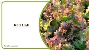 15 Oklahoma Native Plants: Ones To Grow in Your Backyard - Plant America