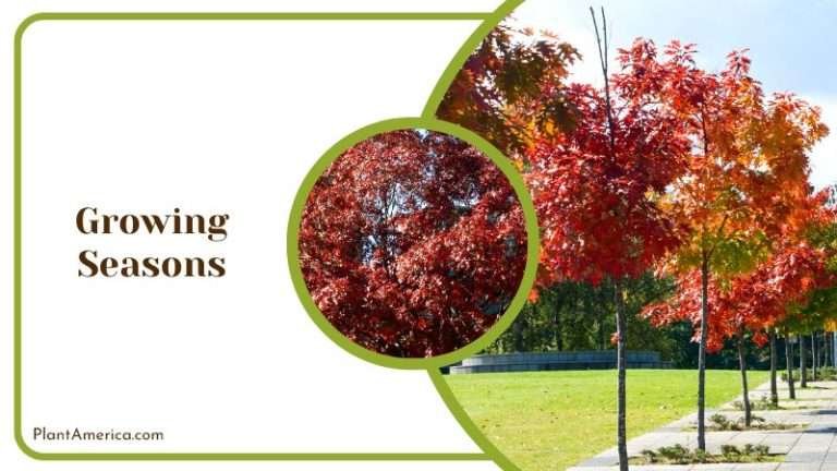 How Fast Do Red Oak Trees Grow: Everything You Need To Know - Plant America