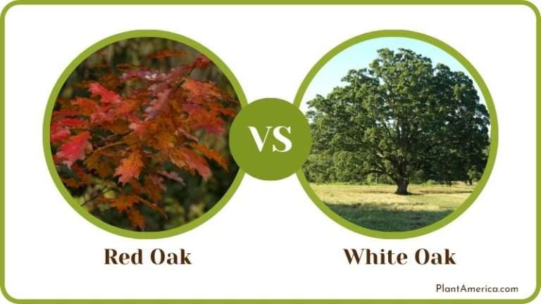 Difference Between Red Oak and White Oak Trees: Key Contrast - Plant ...