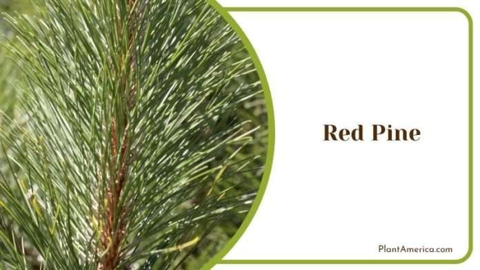 9 Types of Pine Trees in California: An Evergreen Landscape - Plant America