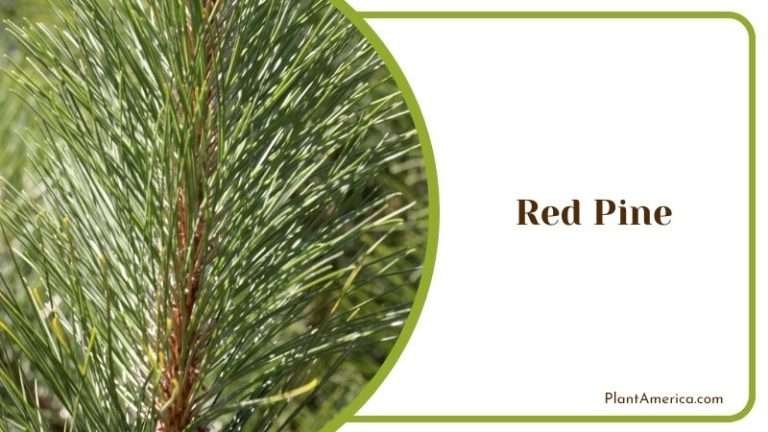 9 Types of Pine Trees in California: An Evergreen Landscape - Plant America