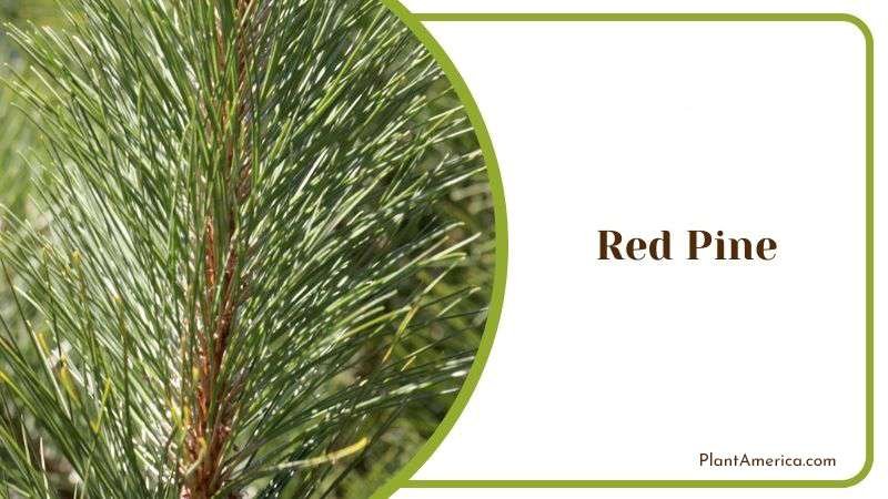 9 Types of Pine Trees in California: An Evergreen Landscape - Plant America