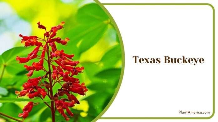 18 Pink Flowering Trees in Texas to Beautify Your Yard - Plant America