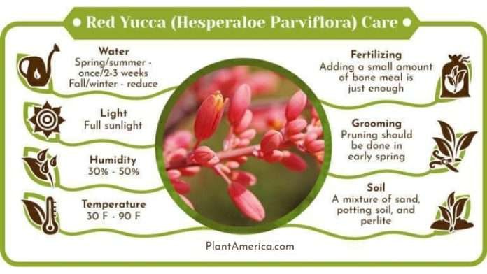 Red Yucca (Hesperaloe Parviflora): Care Guide for This Perennial Plant ...
