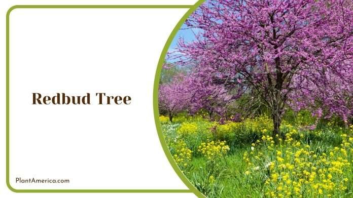20 Dwarf Ornamental Trees for Your Beautiful Backyard Garden - Plant ...