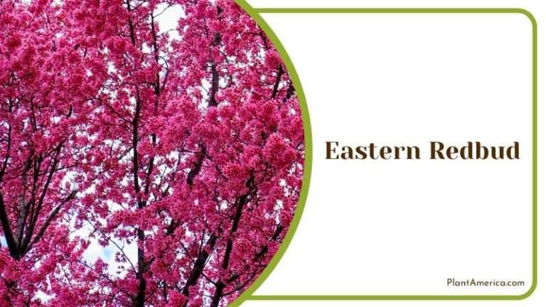 16 Types of Trees in Illinois To Brighten Your Landscape - Plant America