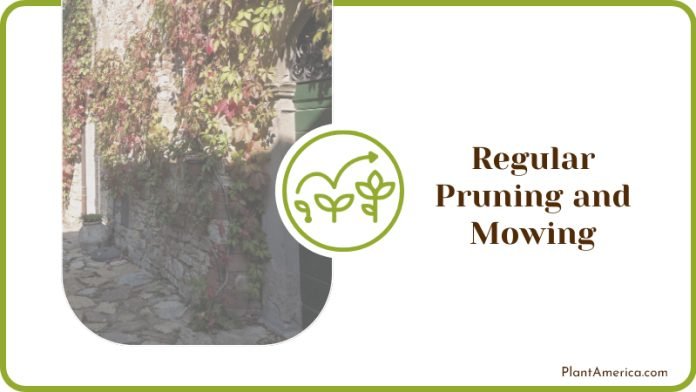 How To Get Rid of Virginia Creeper: It's Easier Than You Think! - Plant ...