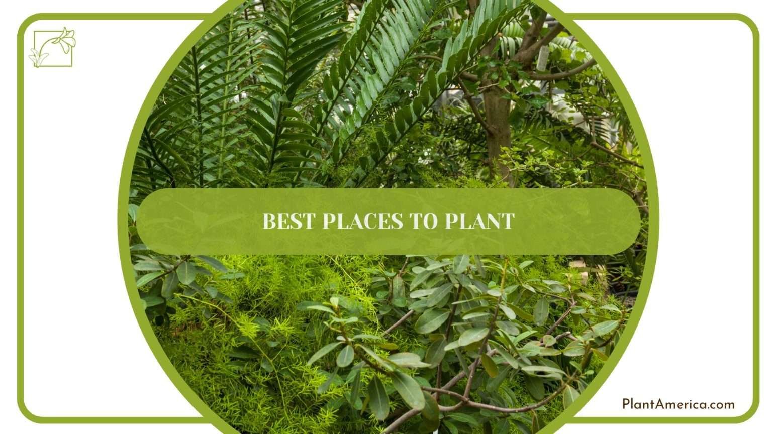 Lemon Button Fern: The Perfect Care Guide Plant for Busy People - Plant ...