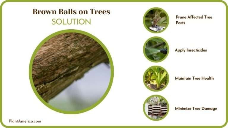 Brown Balls on Trees: Everything You Need to Know - Plant America