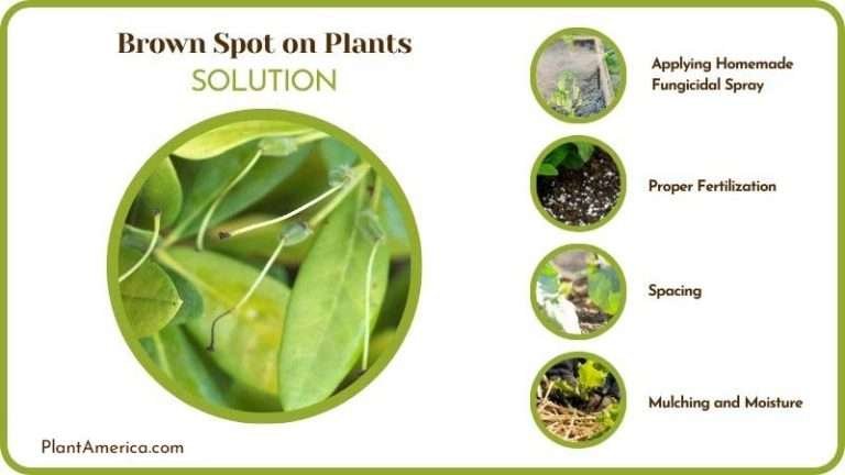 Brown Spot on Plants: The Right Reasons and Key Fixes - Plant America