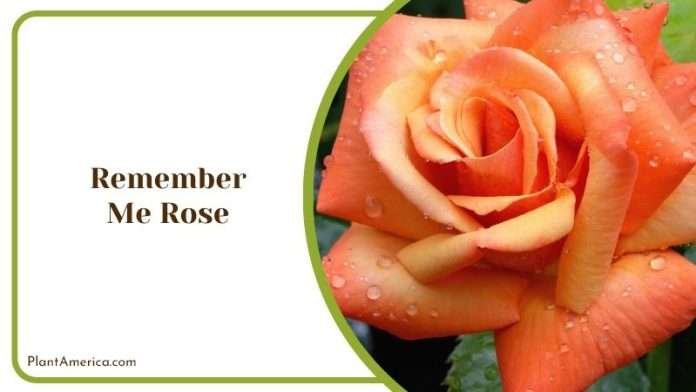15 Orange Roses: List of Naturally Colorful Ones - Plant America