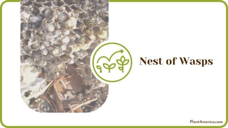 How to Get Rid of Wasps: The Right Way to Repel Them - Plant America