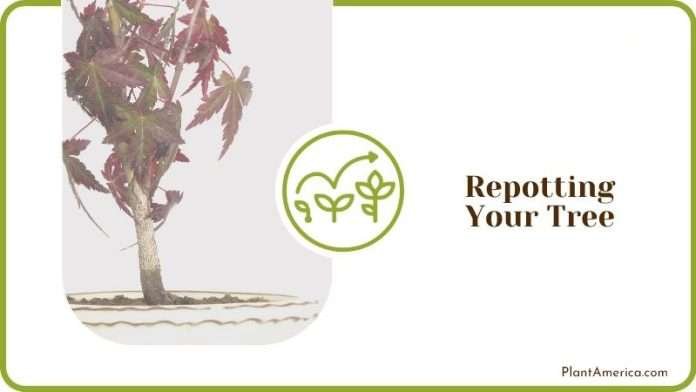Grow a Maple Tree Indoors: A Complete Comprehensive Guide - Plant America