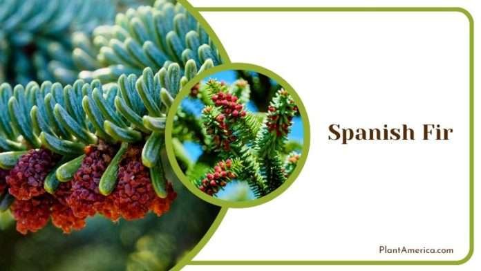 15 Fir Trees Types To Enhance Your Landscape Designs - Plant America