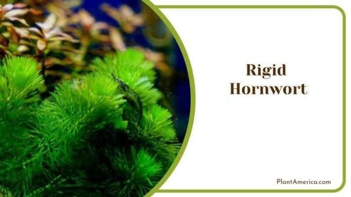 12 Frog Plants to Add to Your Garden this Year - Plant America