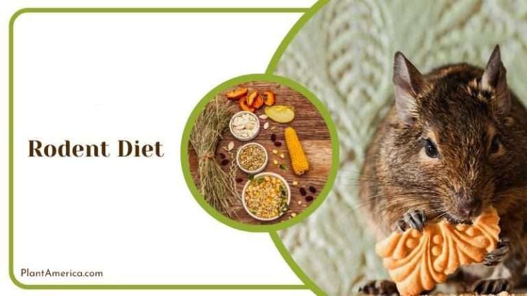 Do Rats Eat Plants? Getting Rid of Rodents in the Garden - Plant America