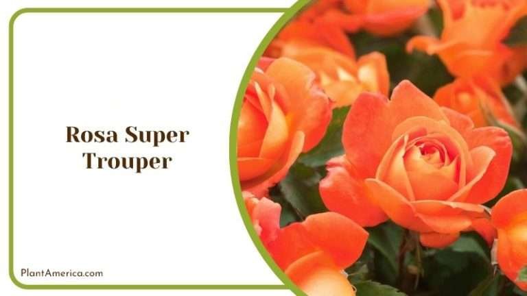 15 Orange Roses: List of Naturally Colorful Ones - Plant America