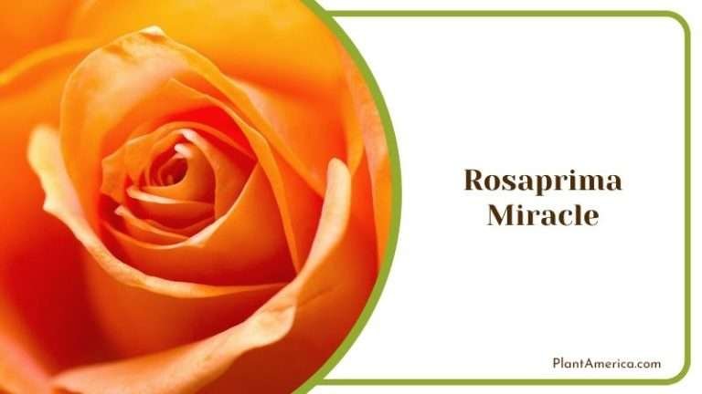 15 Orange Roses: List of Naturally Colorful Ones - Plant America