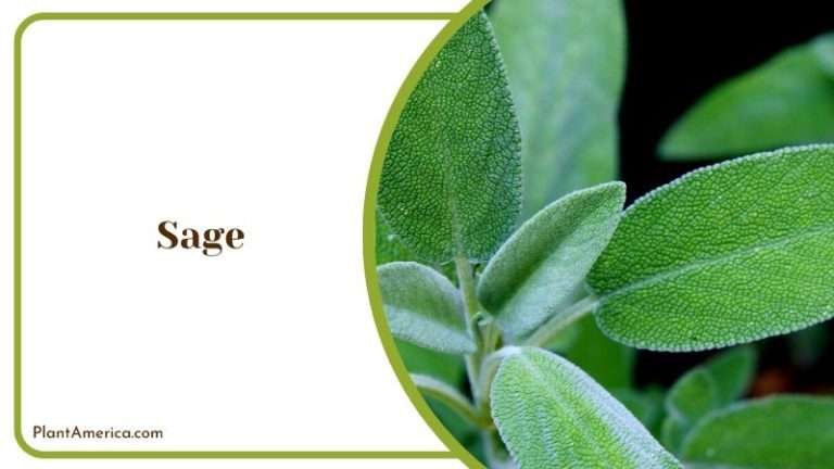 30 Plants That Keep Ticks Away for an Insects Free Garden - Plant America
