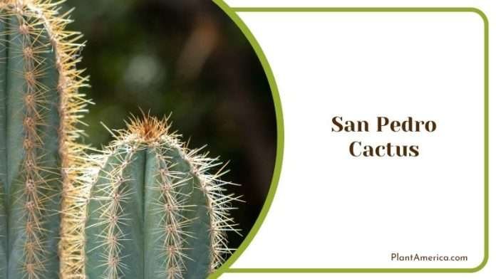 14 Types of Tall Cactus Plants for Your Home Environment - Plant America