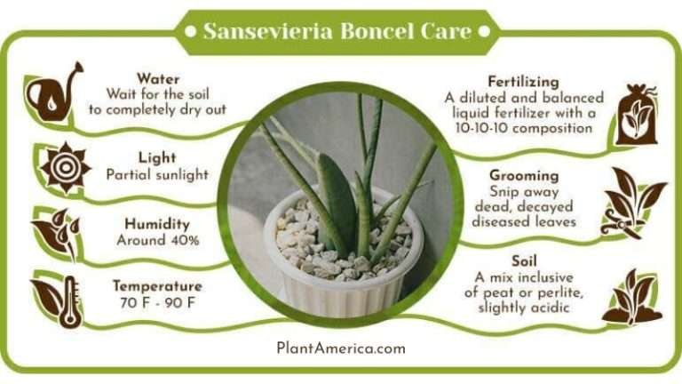 Sansevieria Boncel: Complete Care Guide To Grow the Attractive Plant ...