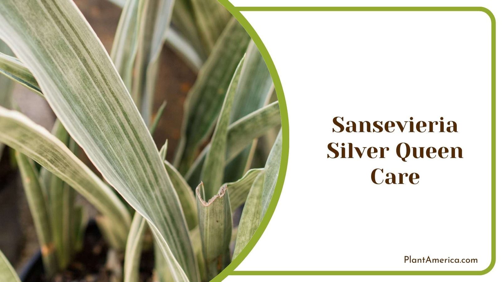 Sansevieria Silver Queen: Tips to Care for the Exotic Snake Plant ...