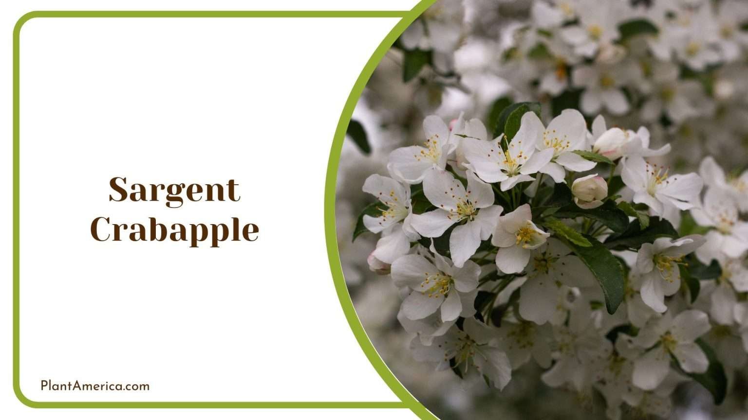 20 Of The Best Trees Under Ten Feet Tall - Plant America