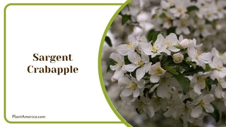 20 Of The Best Trees Under Ten Feet Tall - Plant America