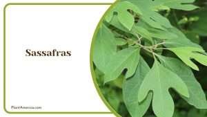 14 Types of Trees in Maine: Everything About the Maine Woods - Plant ...