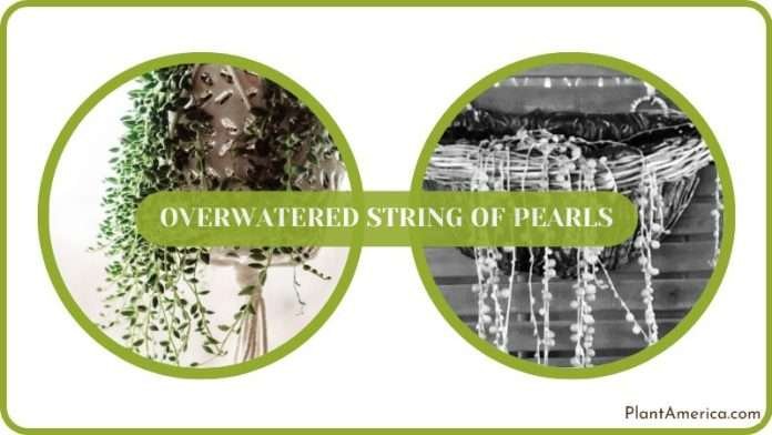 Overwatered String of Pearls: The Guide for Saving the Pearly Beauty ...