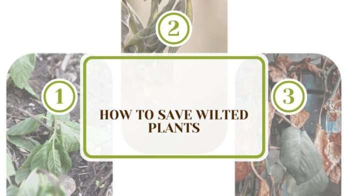 How To Save Wilted Plants: 7 Simple Steps Everyone Can Take - Plant America