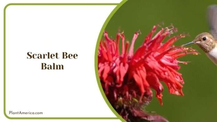 13 Spiky Red Flower: Types of Unusual but Beautiful Blooms - Plant America