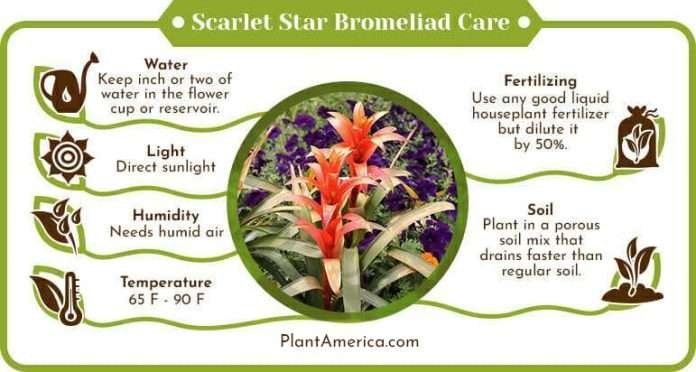 Scarlet Star Bromeliad: Grow & Care Tips From Expert Gardeners - Plant ...