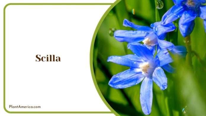 19 Gopher Repellent Plants You Need for Your Home Garden - Plant America