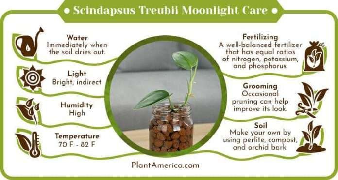 Scindapsus Treubii Moonlight: Care Guide for This Silvery Foliage Plant ...