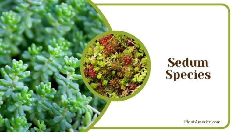 What Plants Grow in Sand: 7 Top Picks for Sandy Conditions - Plant America