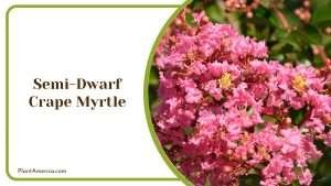 20 Of The Best Trees Under Ten Feet Tall - Plant America