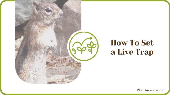 How To Get Rid of Ground Squirrels: Effective Methods You Should Know ...