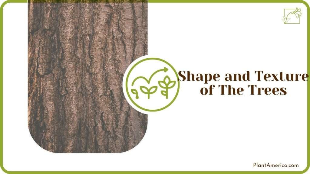 How Can You Tell the Difference Between Two Types of Trees? - Plant America