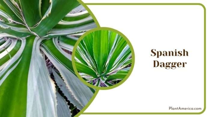 19 Varieties of Yucca Plants You Can Add to Your Collection - Plant America