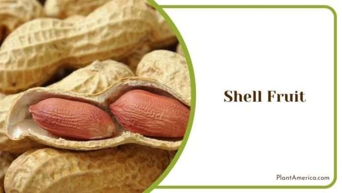 What Do Peanut Plants Look Like: Identification Guide - Plant America
