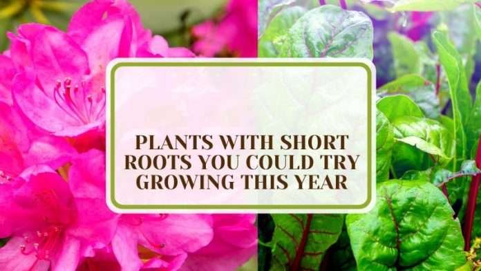 7 Plants With Short Roots You Could Try Growing This Year - Plant America