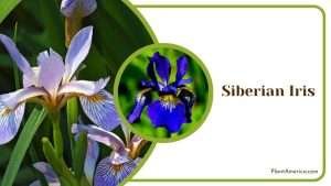 16 Full Sun Plants Zone 9 Living People Should Cultivate - Plant America