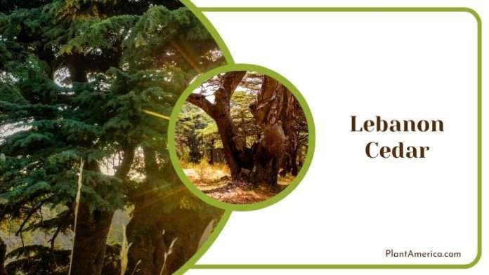 How Tall Do Cedar Trees Grow? Know the Average Height - Plant America