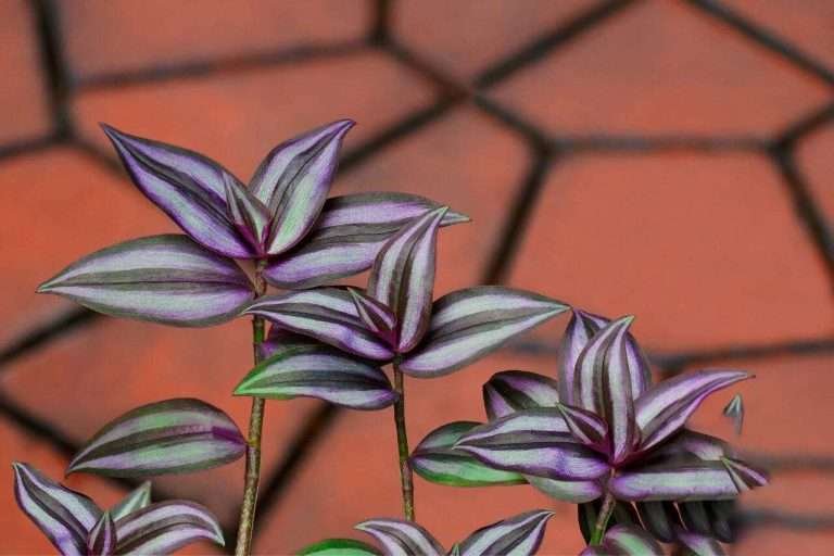 36 Variegated Plants: Stunning Varieties of Unique Leaf Variegations ...