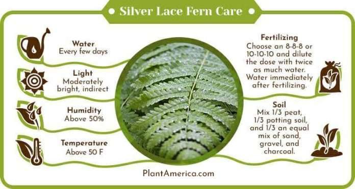 Silver Lace Fern Care and Growing Guide - Plant America