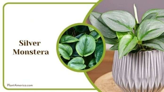 11 Plants Similar to Pothos To Add More Greenery to Your House - Plant ...