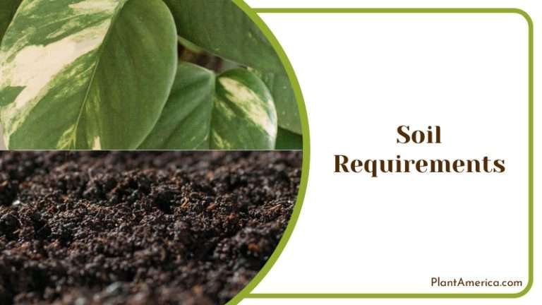 Silver Pothos: How to Care for This Delicate Evergreen Vine - Plant America