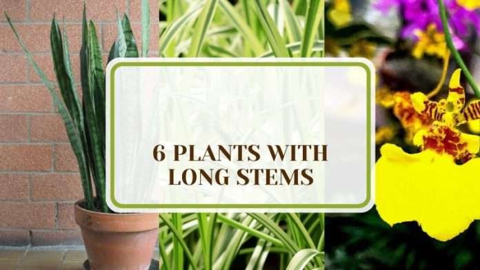 6 Plants With Long Stems: Notable and Exquisite for Gardens - Plant America