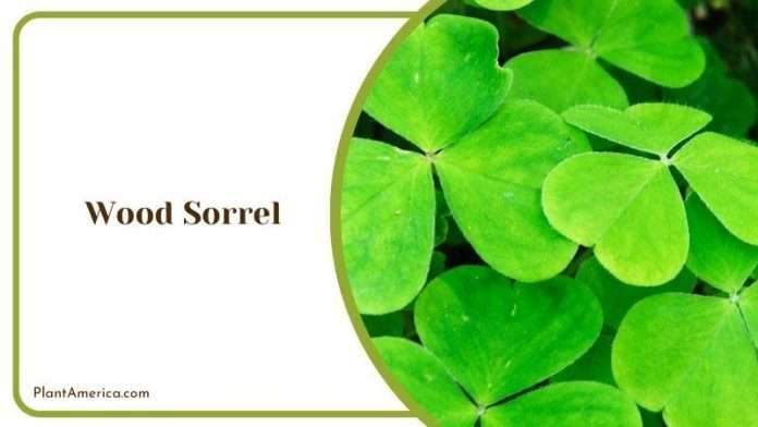 5 Plants That Look Like Clover: Discover the Lookalikes - Plant America